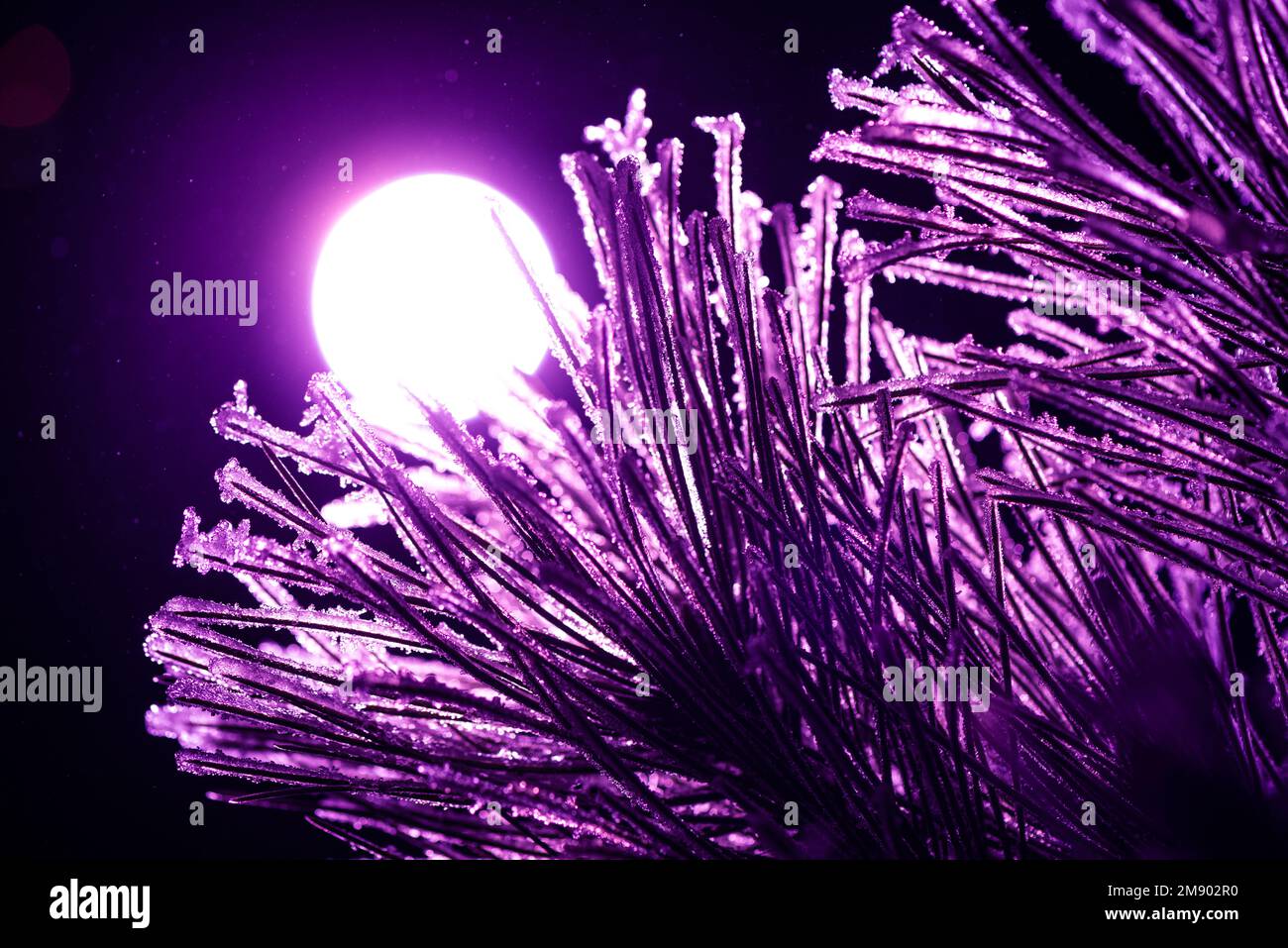 Frozen needles hi-res stock photography and images - Alamy