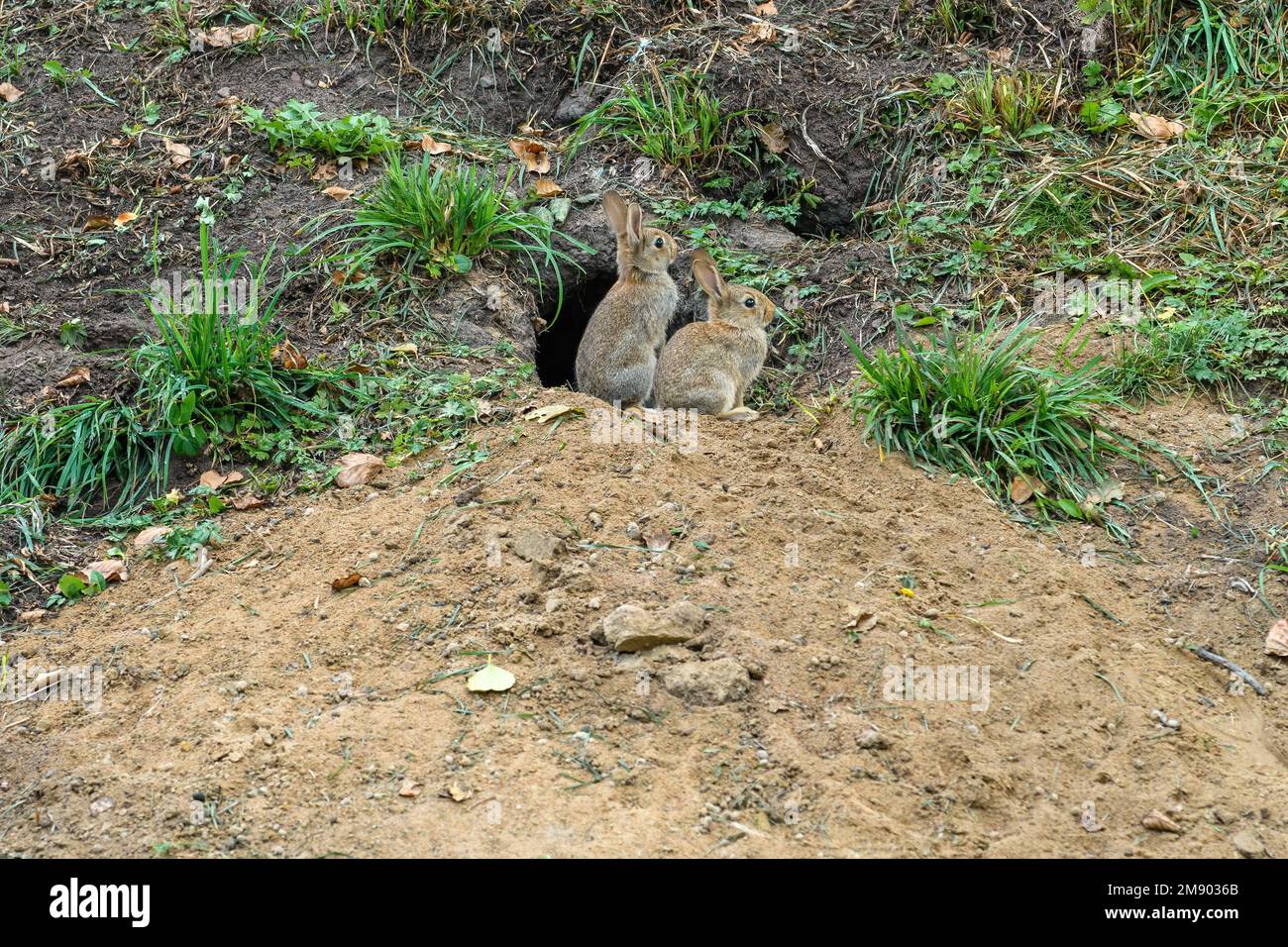 Two wild coney rabbits by the hole in natural surrounding, wildlife ...