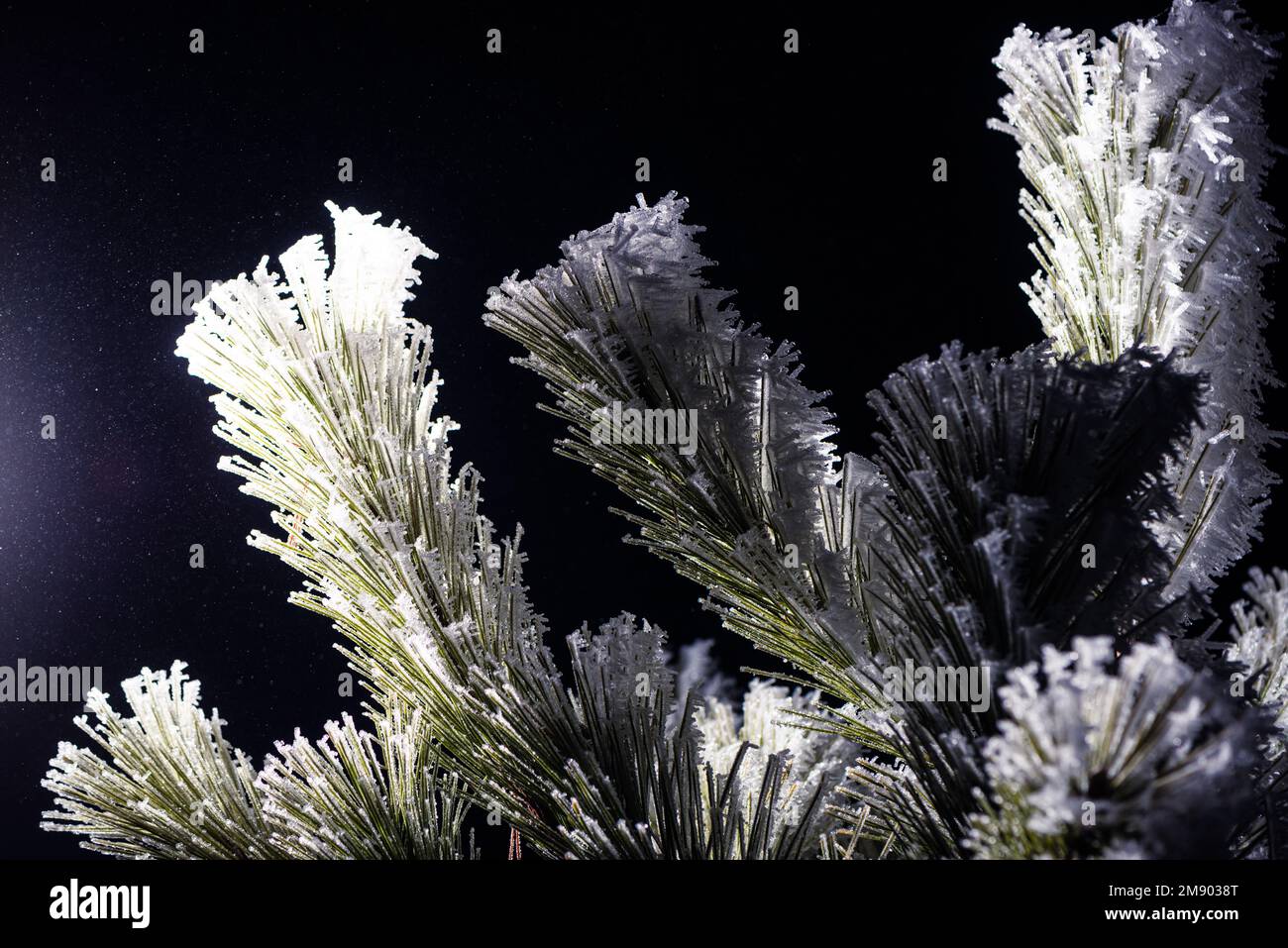 Frozen needles hi-res stock photography and images - Alamy