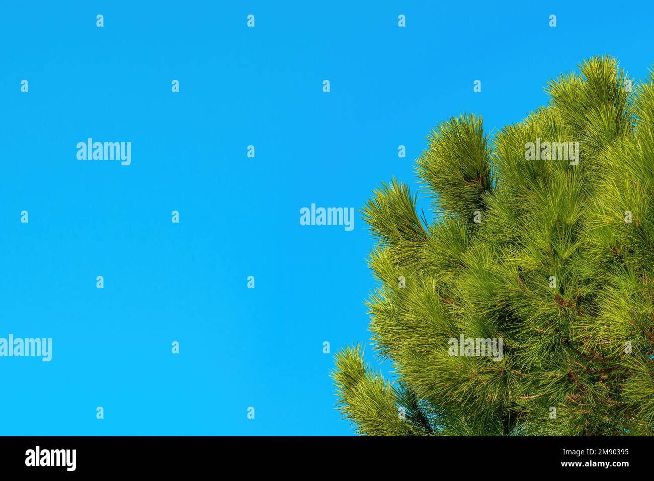 Blue green conifer hi-res stock photography and images - Alamy
