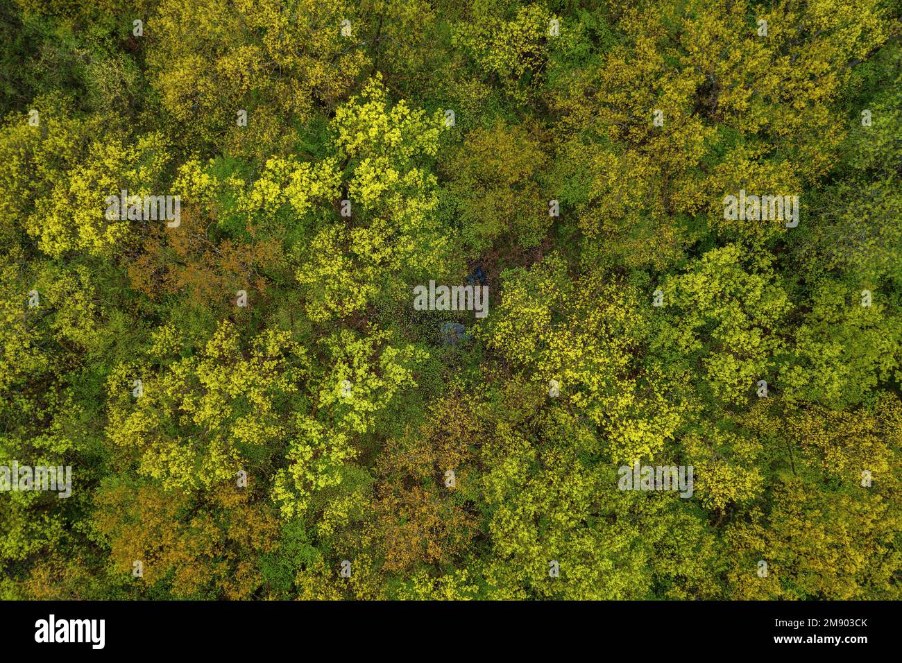 Aerial view green forest woods hi-res stock photography and images - Alamy