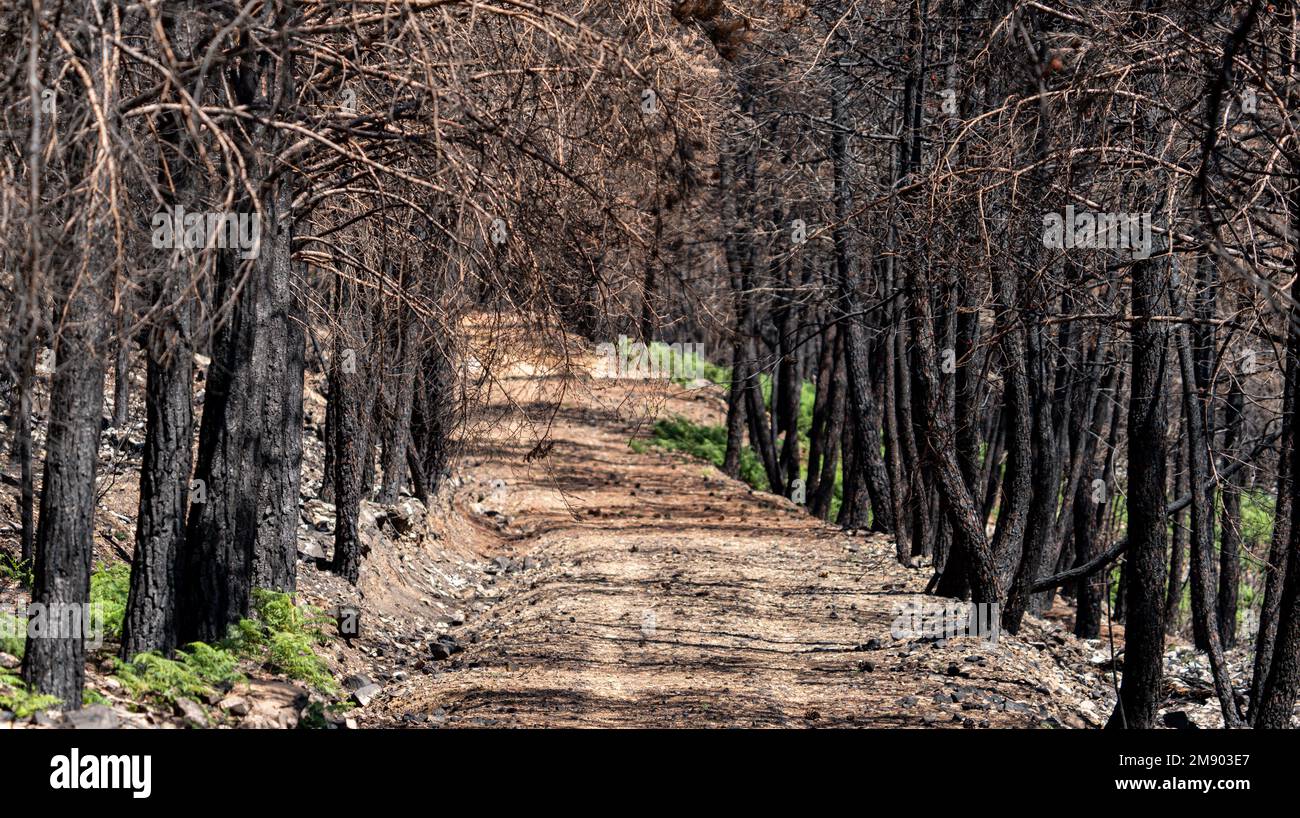 Burnt pine tree forest around the track Stock Photo - Alamy