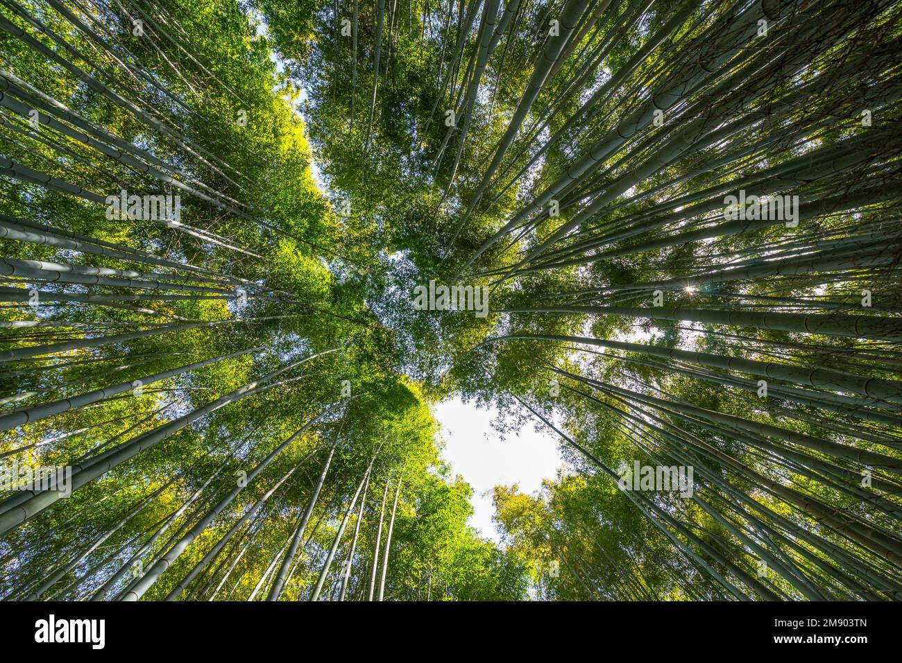Beautiful Arashiyama Bamboo Groove with upper view with long straight ...