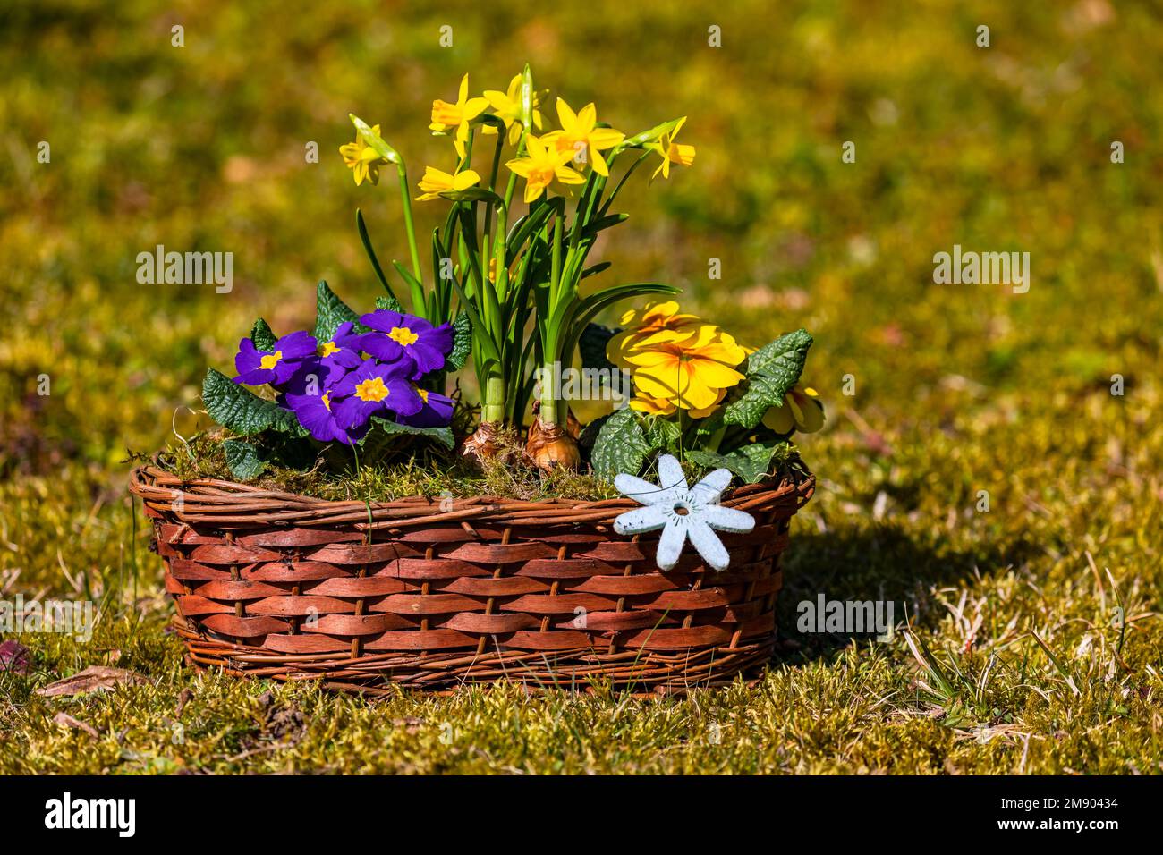 Isolated flower basket with picturesque daffodils and primroses as a ...
