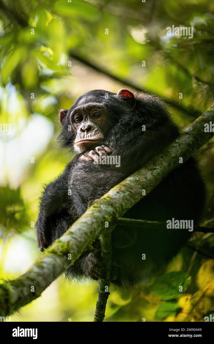 A chimpanzee looking down at the photographer from the trees. Image ...