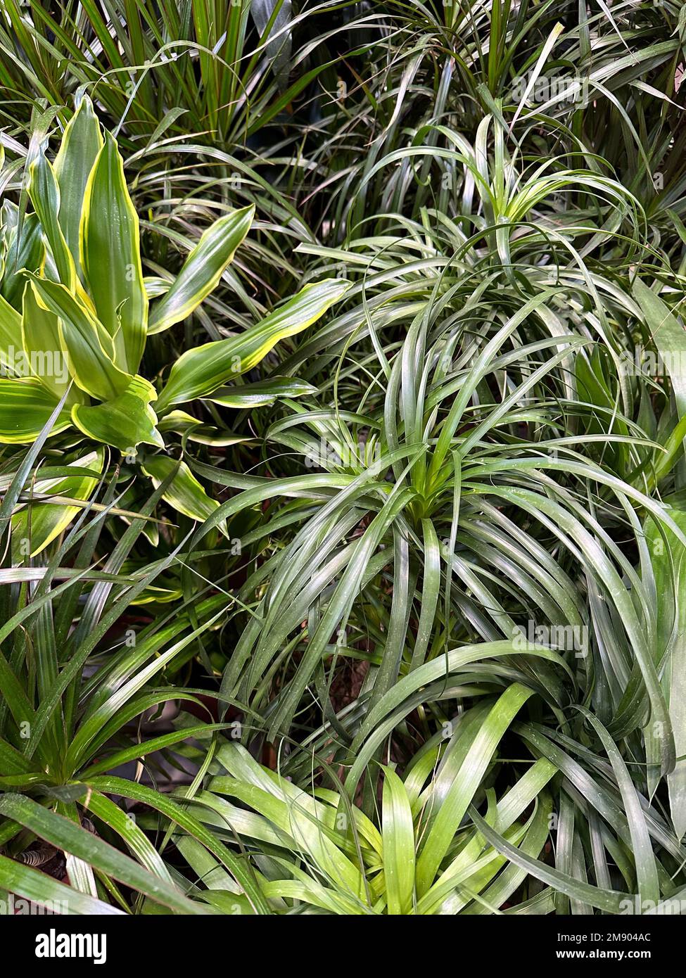A vertical shot of the many bright green tropical plants and leaves in ...