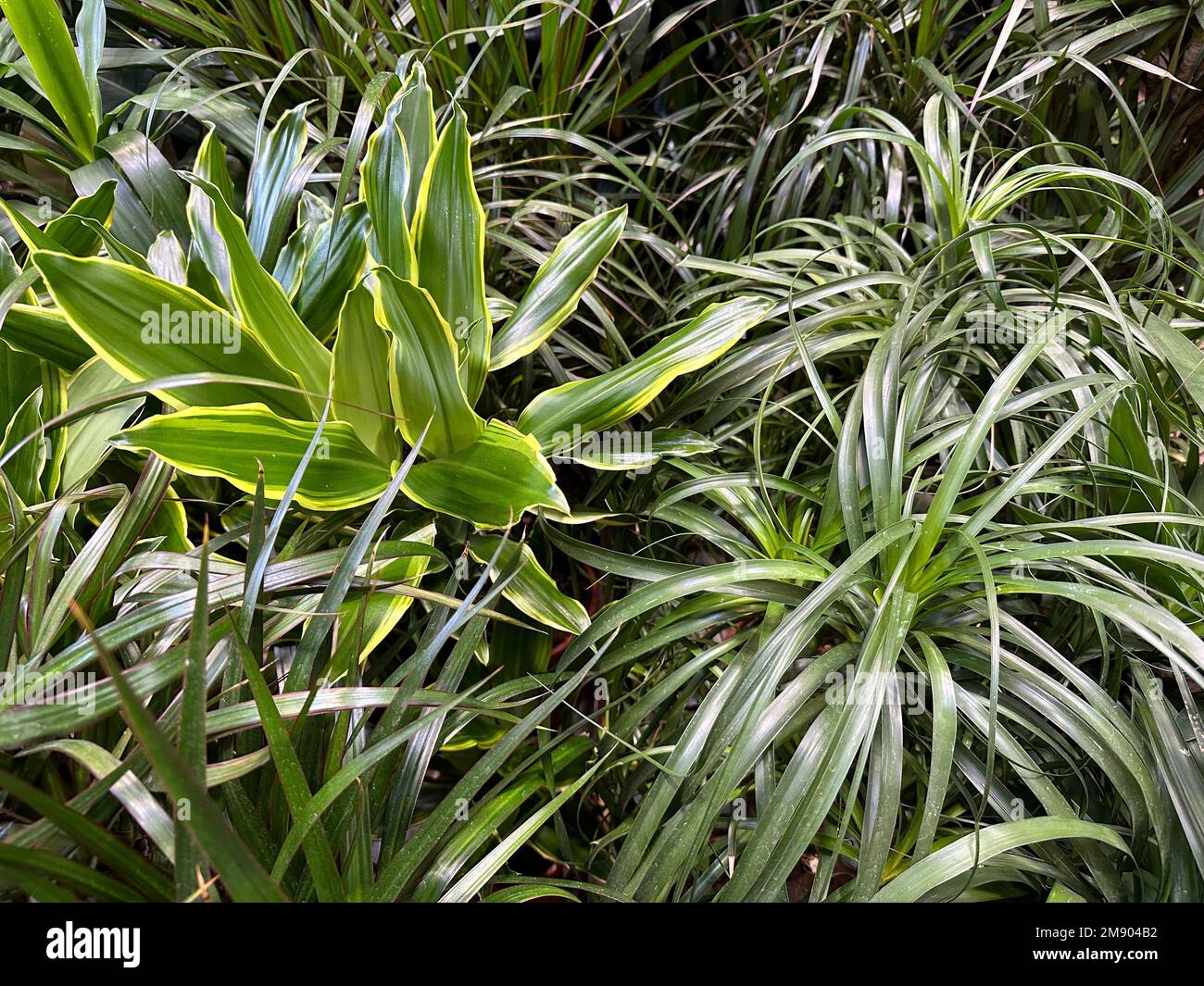 The many bright green tropical plants and leaves in the garden ...
