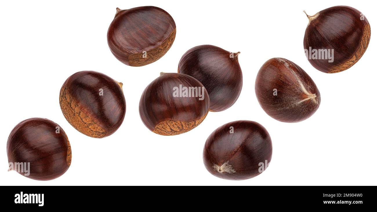 Falling chestnuts isolated on white background Stock Photo - Alamy