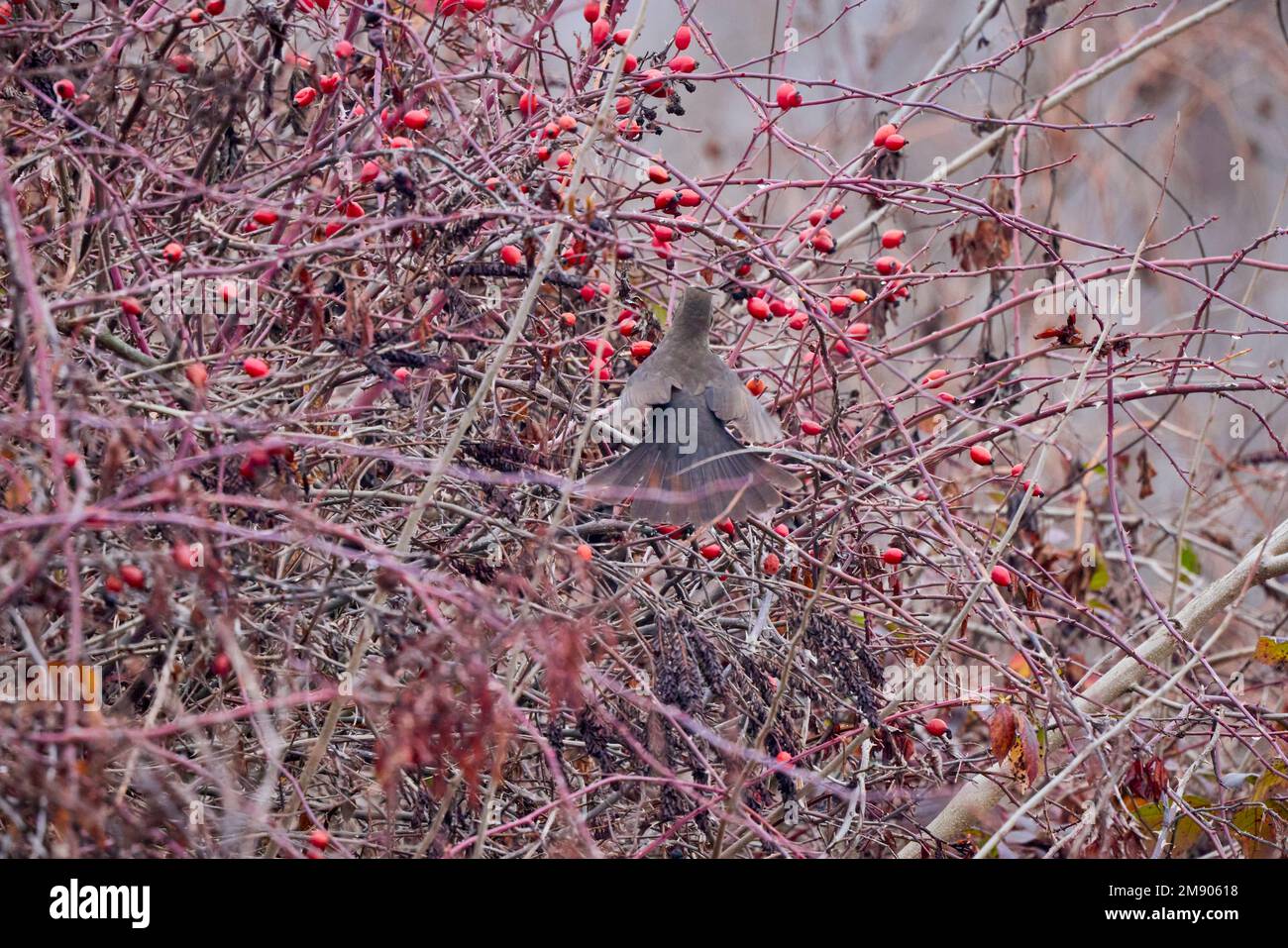 the female bird (Turdus merula) on the branches of a poppies Stock ...