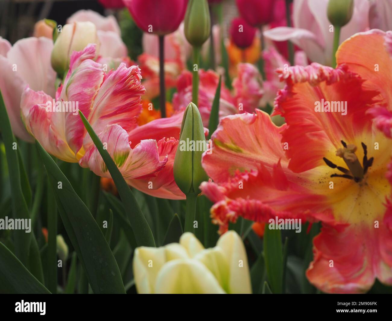 A close of brightly coloured tulip flowerheads in a bed including ...