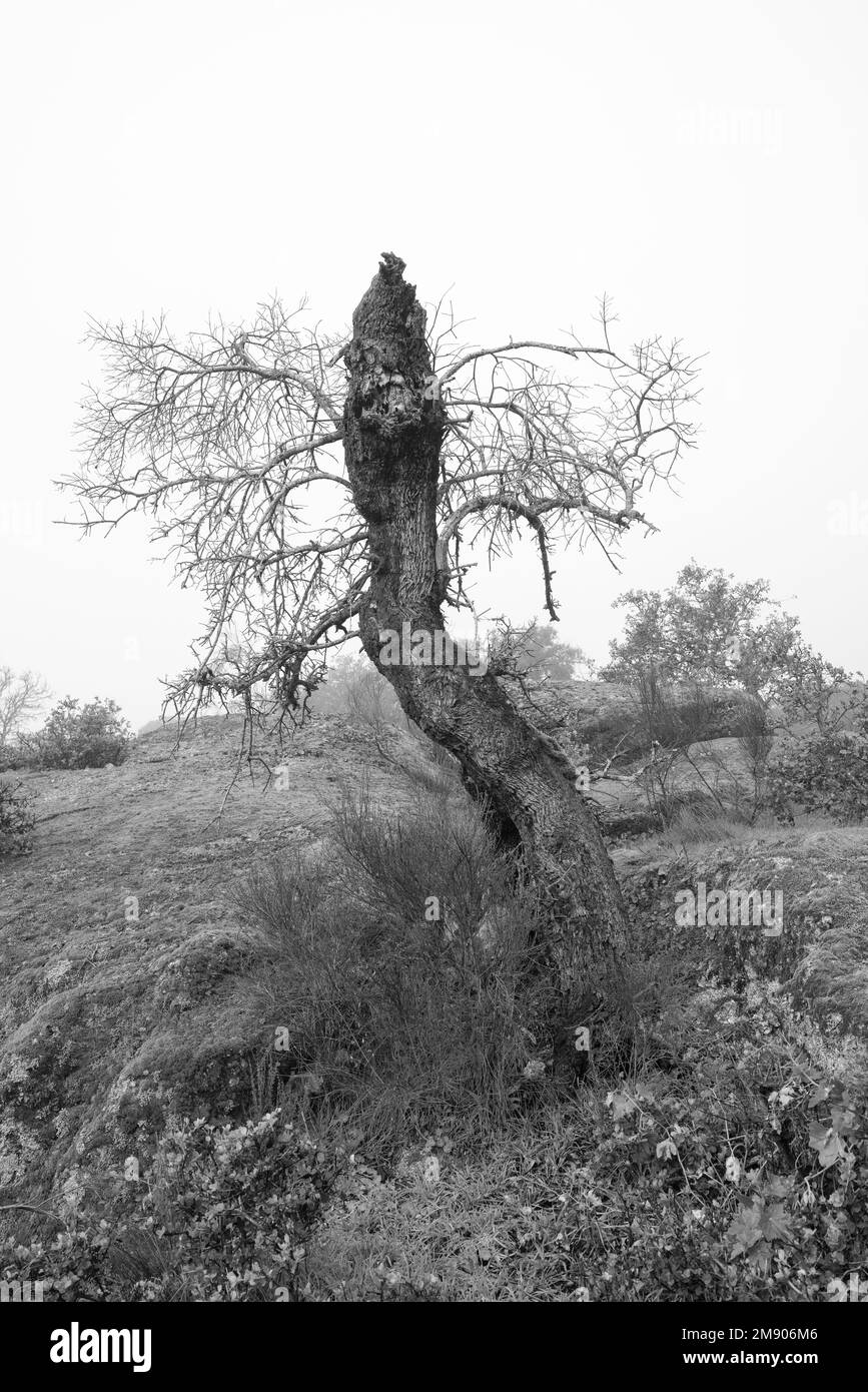 Dead oak tree forest Black and White Stock Photos & Images - Alamy