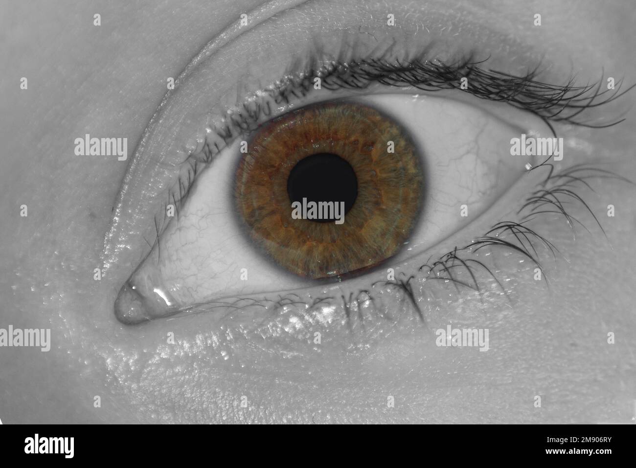 A grayscale closeup of a human eye, with a colored iris Stock Photo - Alamy