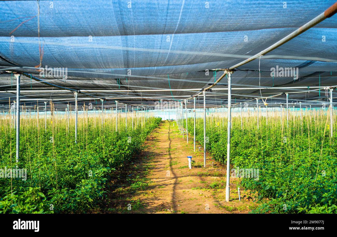 Modern Row Crop Farming Day