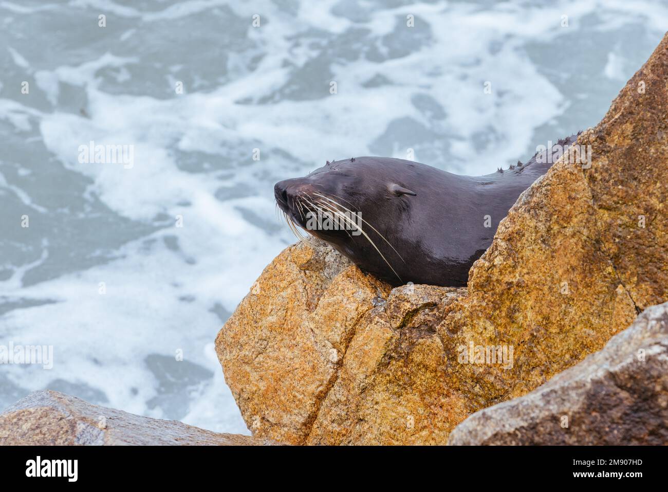 Australian Fur Seal in Narooma Australia Stock Photo - Alamy