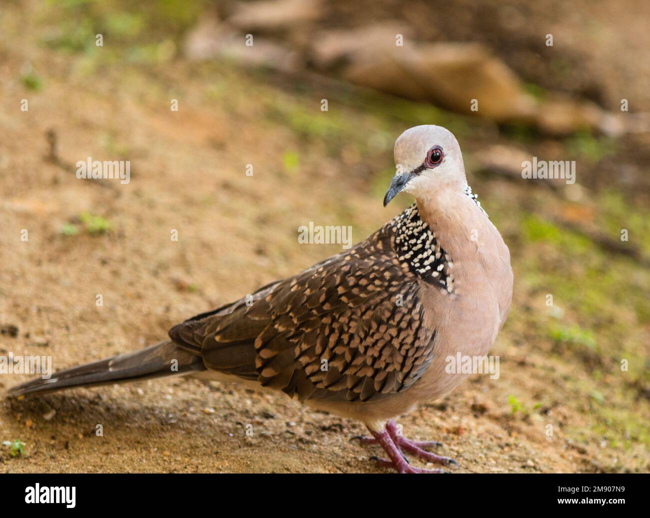 The spotted dove (Spilopelia chinensis) is a small and somewhat long ...