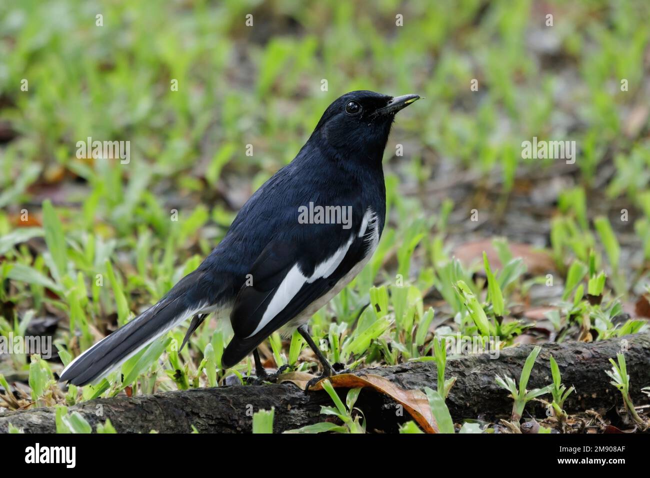beautiful male black and white oriental magpie robin bird perching on ...