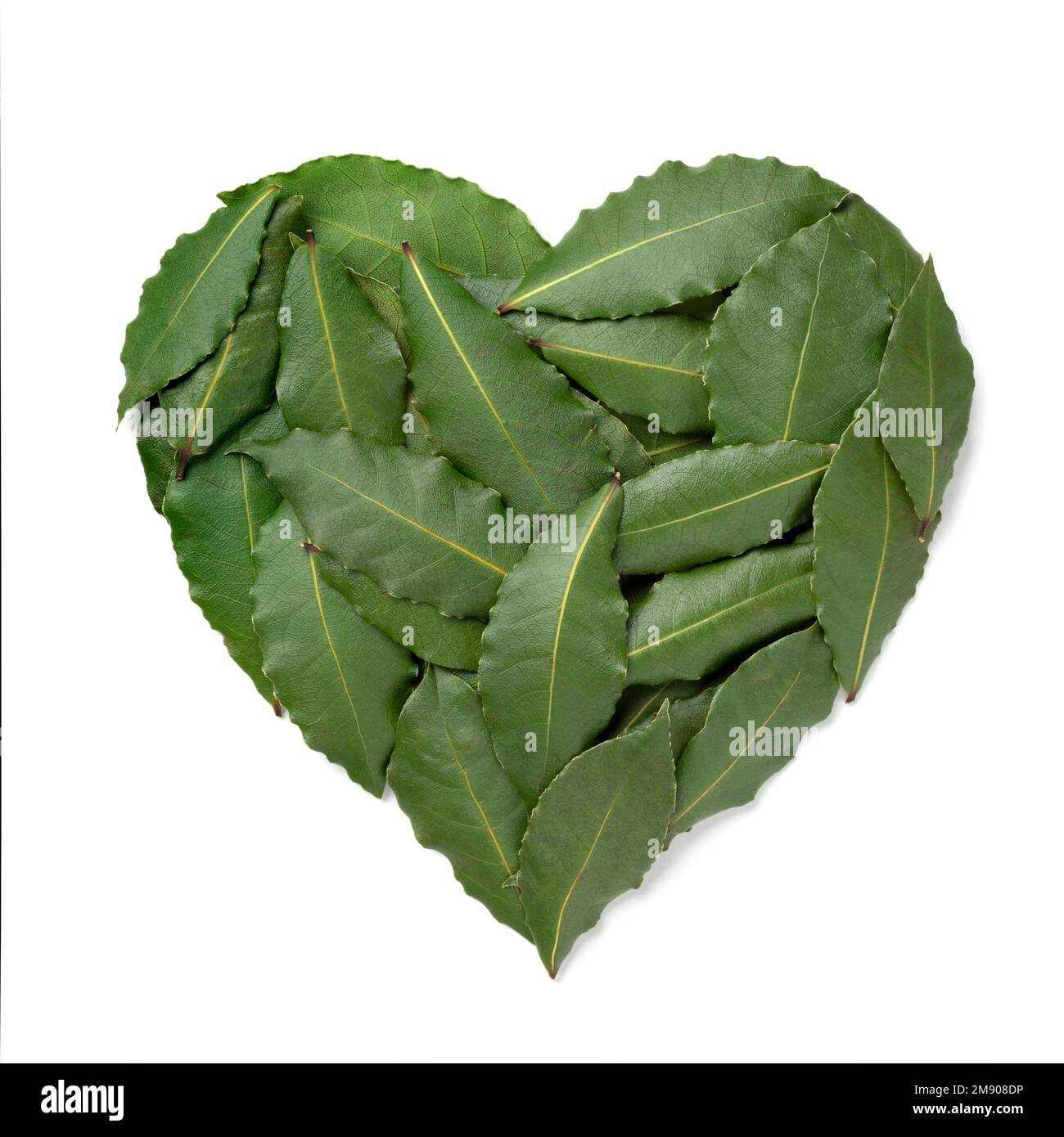 Heart of fresh green bay leaves close up isolated on white background ...