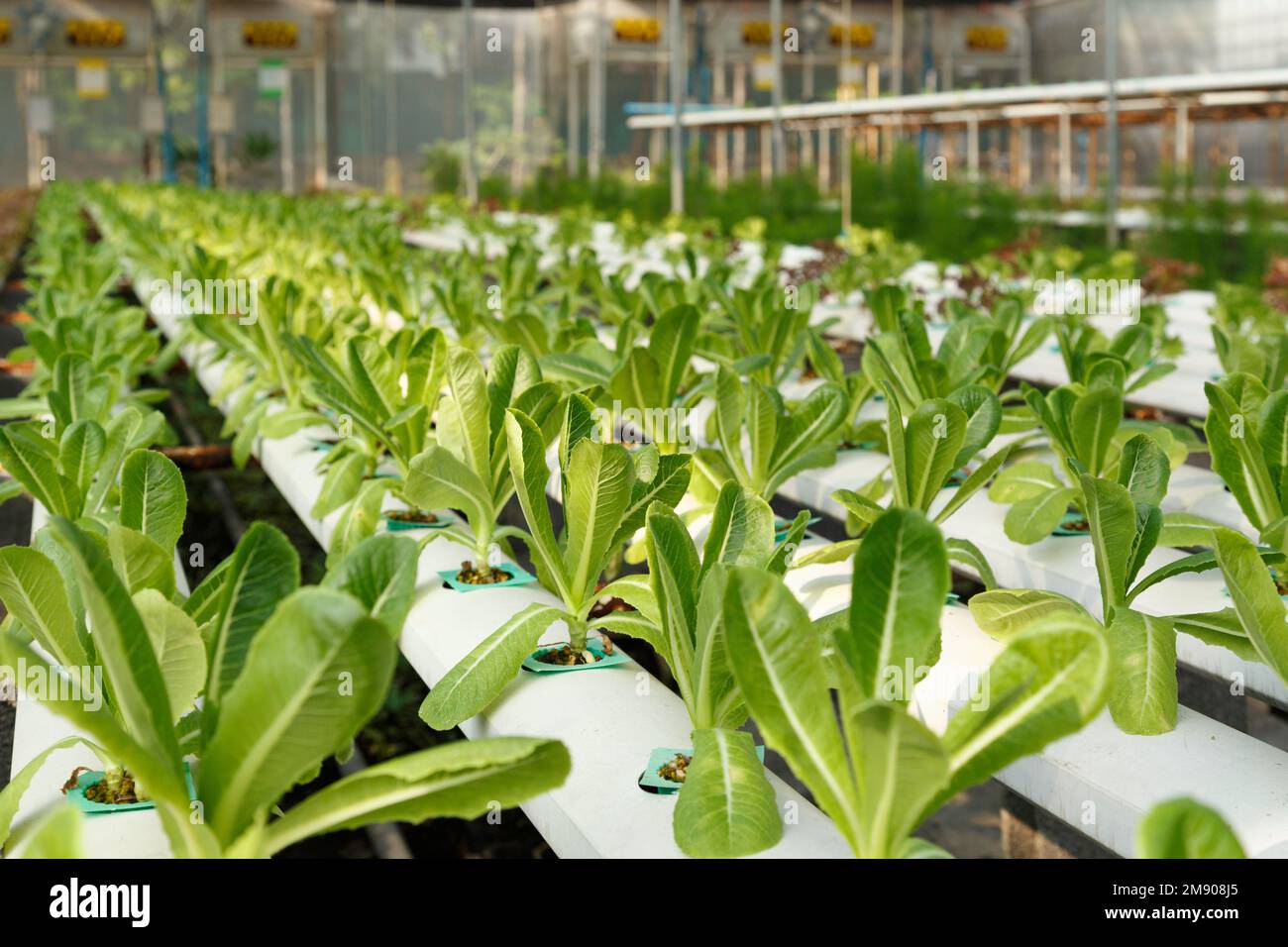 fresh young organic green cos lettuce plant growing on the water ...