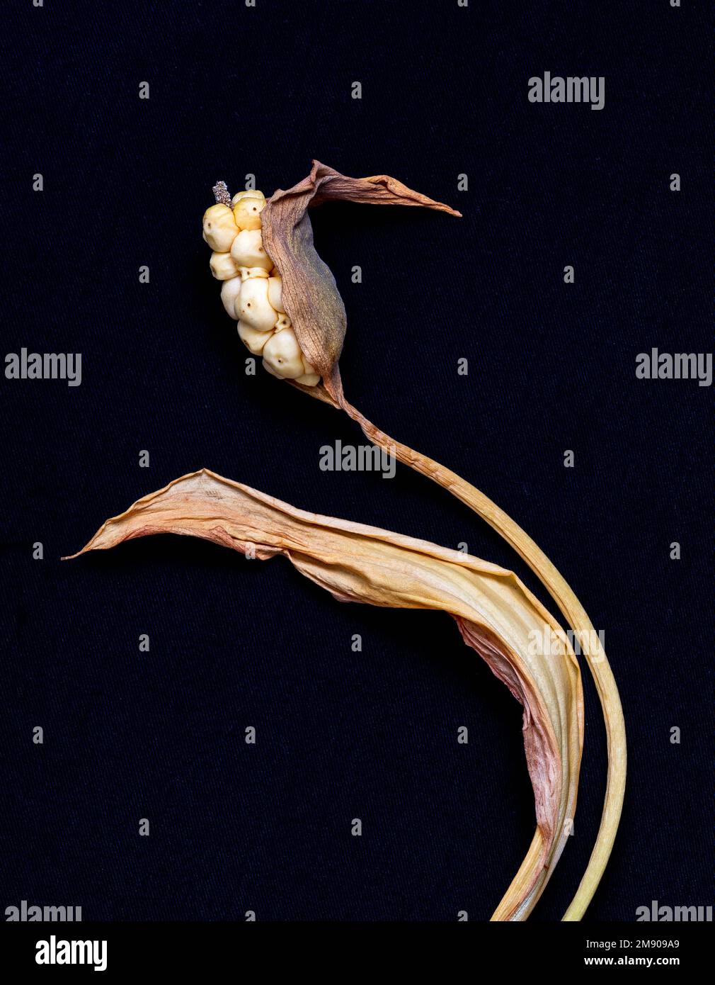 Arum lily arum seed pods hi-res stock photography and images - Alamy