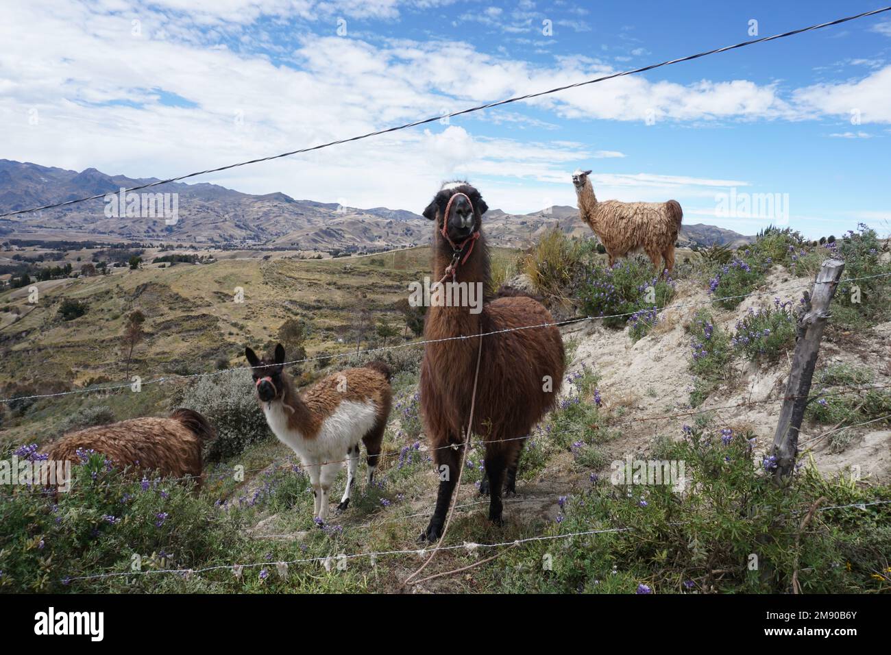 Trapped llama hi-res stock photography and images - Alamy