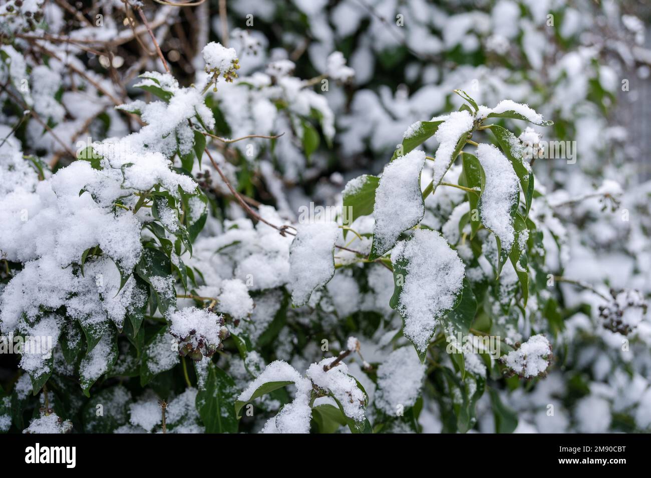 Ivy in snow hi-res stock photography and images - Alamy