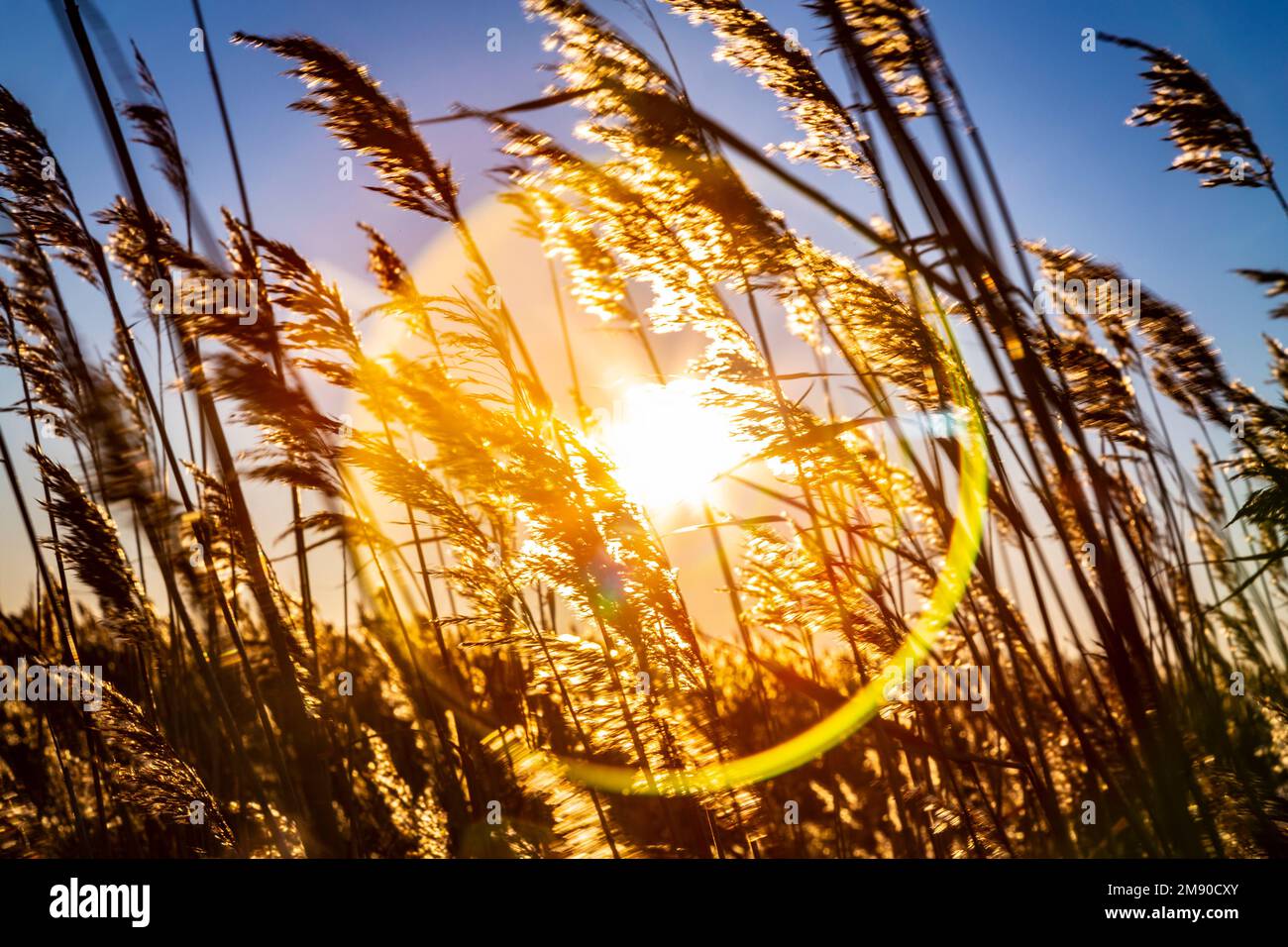The sun shines through the windy reeds Stock Photo - Alamy