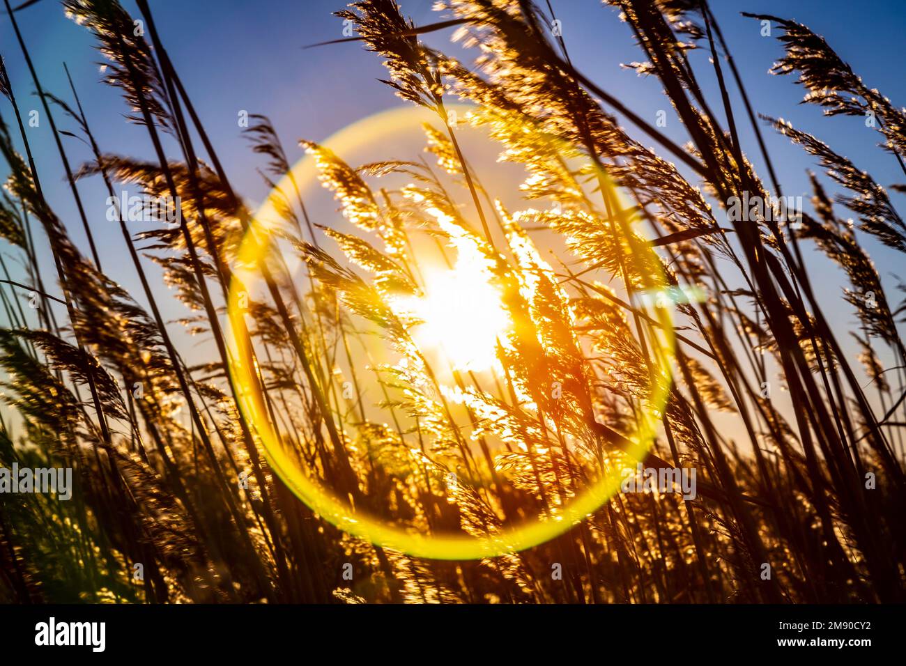 Wind through reed hi-res stock photography and images - Alamy