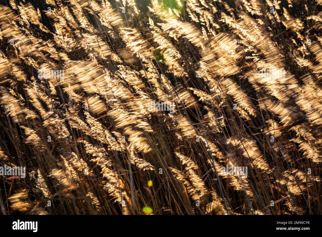 Wind through reed hi-res stock photography and images - Alamy