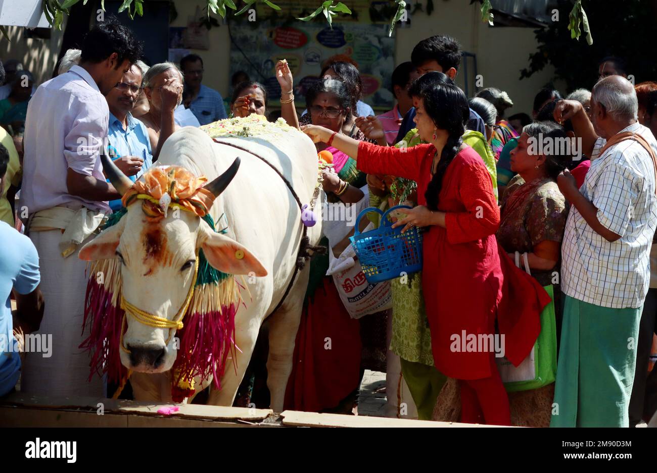 Vellore Dist, India. 16th Jan, 2023. Mattu Pongal The third day of the ...