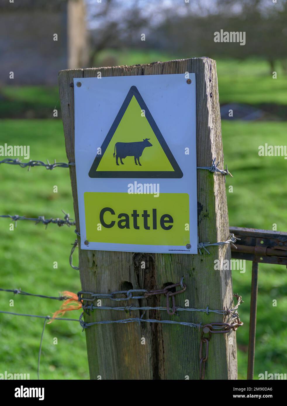 Lincolnshire, England UK - A cattle warning sign on a gatepost on a ...