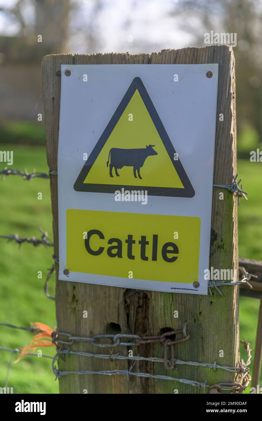 Lincolnshire, England UK - A cattle warning sign on a gatepost on a ...