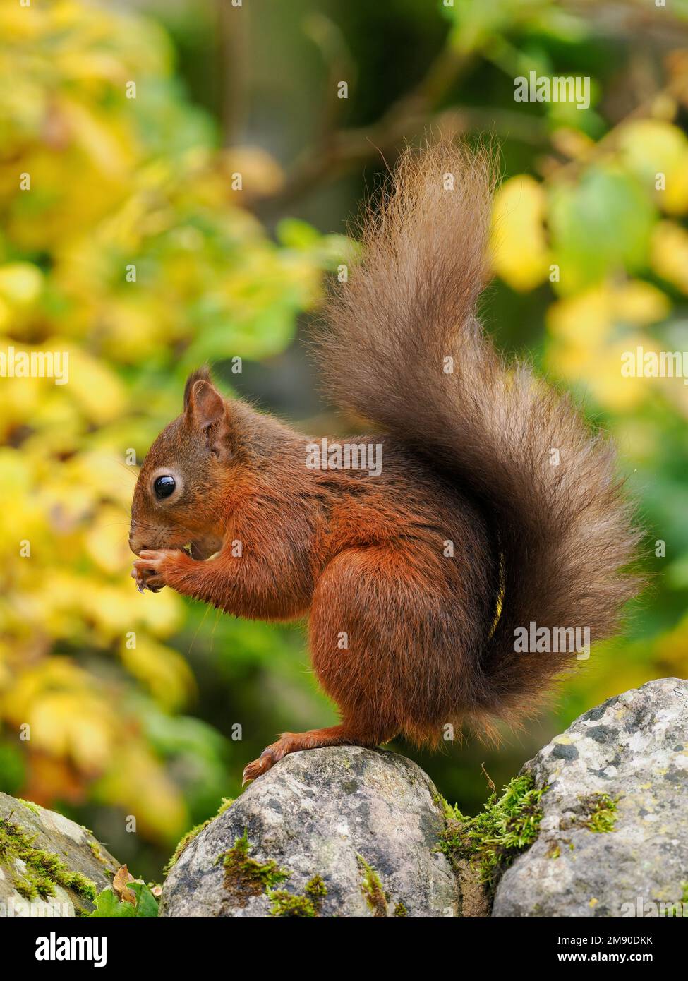 A wild red Squirrel (Scours vulgaris) eating a nut in a stone wall ...