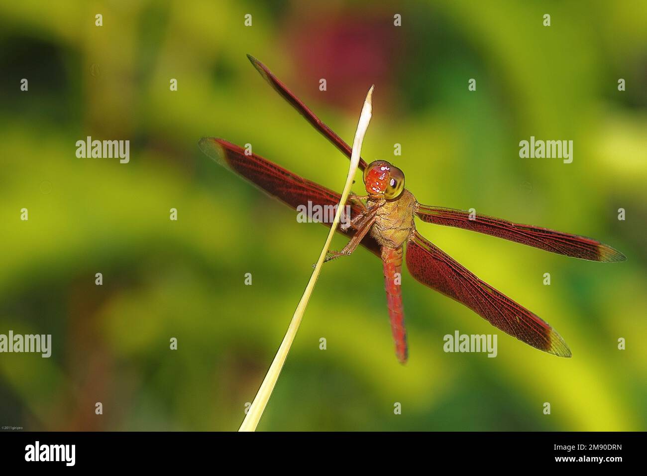 A macro of a red different-winged dragonfly (Anisoptera) resting on a ...