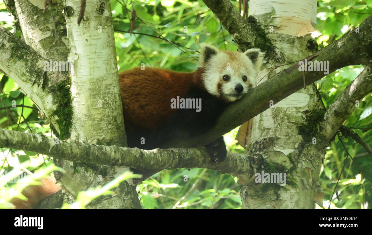 The cute red panda (Ailurus fulgens) resting on the branches of a tree ...