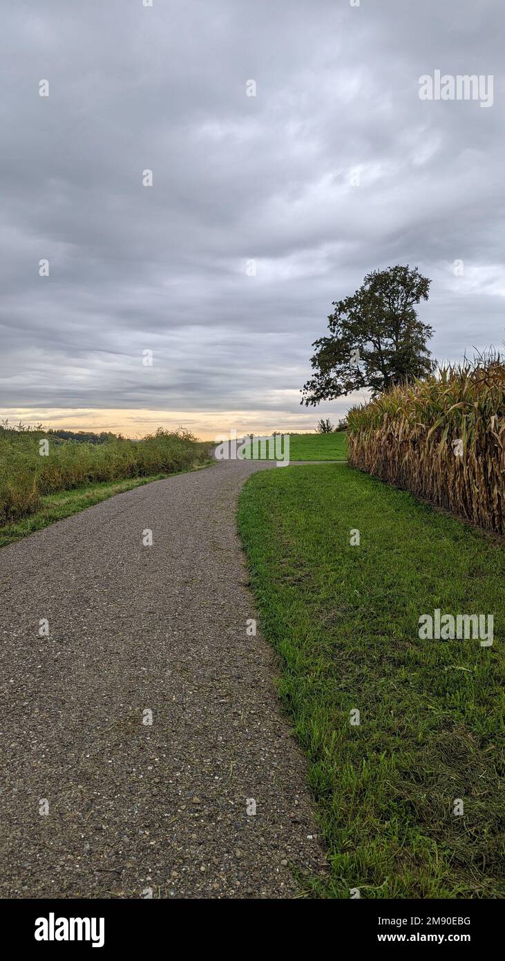 A vertical of a path on a gloomy day with grass on both sides, cloudy ...