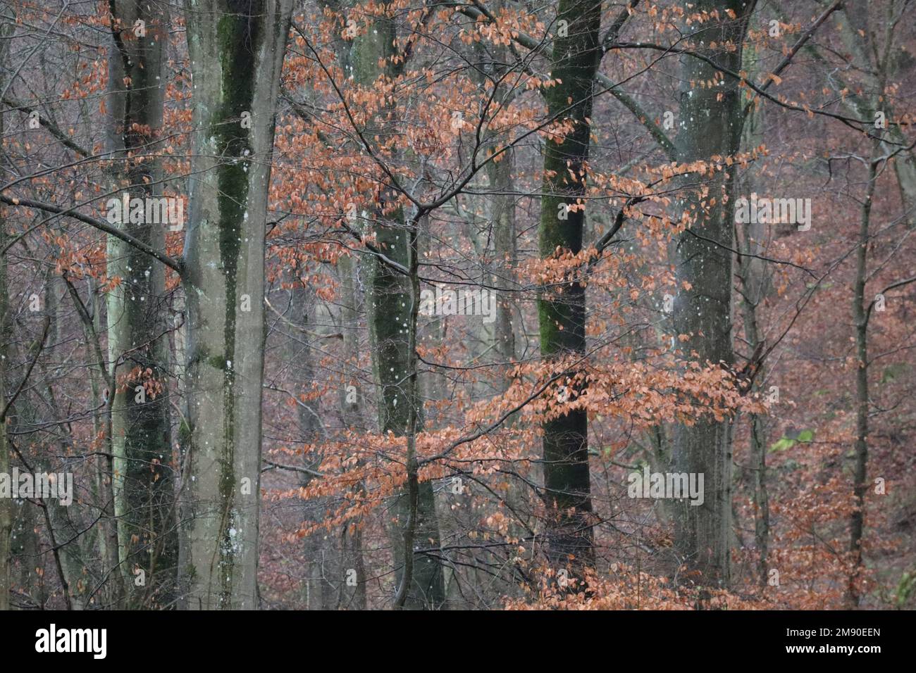 Wet mild winter weather hi-res stock photography and images - Alamy