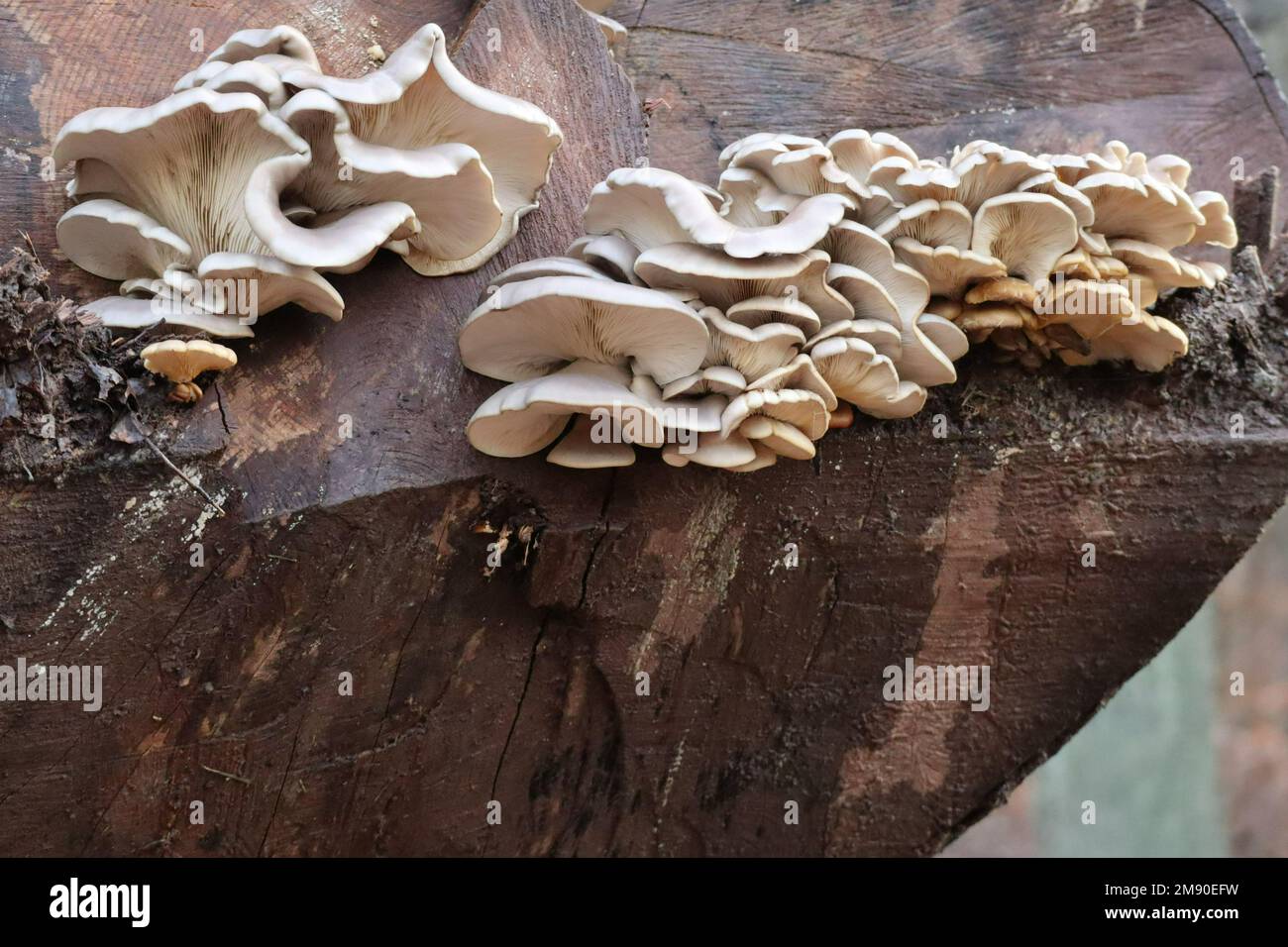 branching-oyster Mushroom discovered on a Winter walk Stock Photo - Alamy