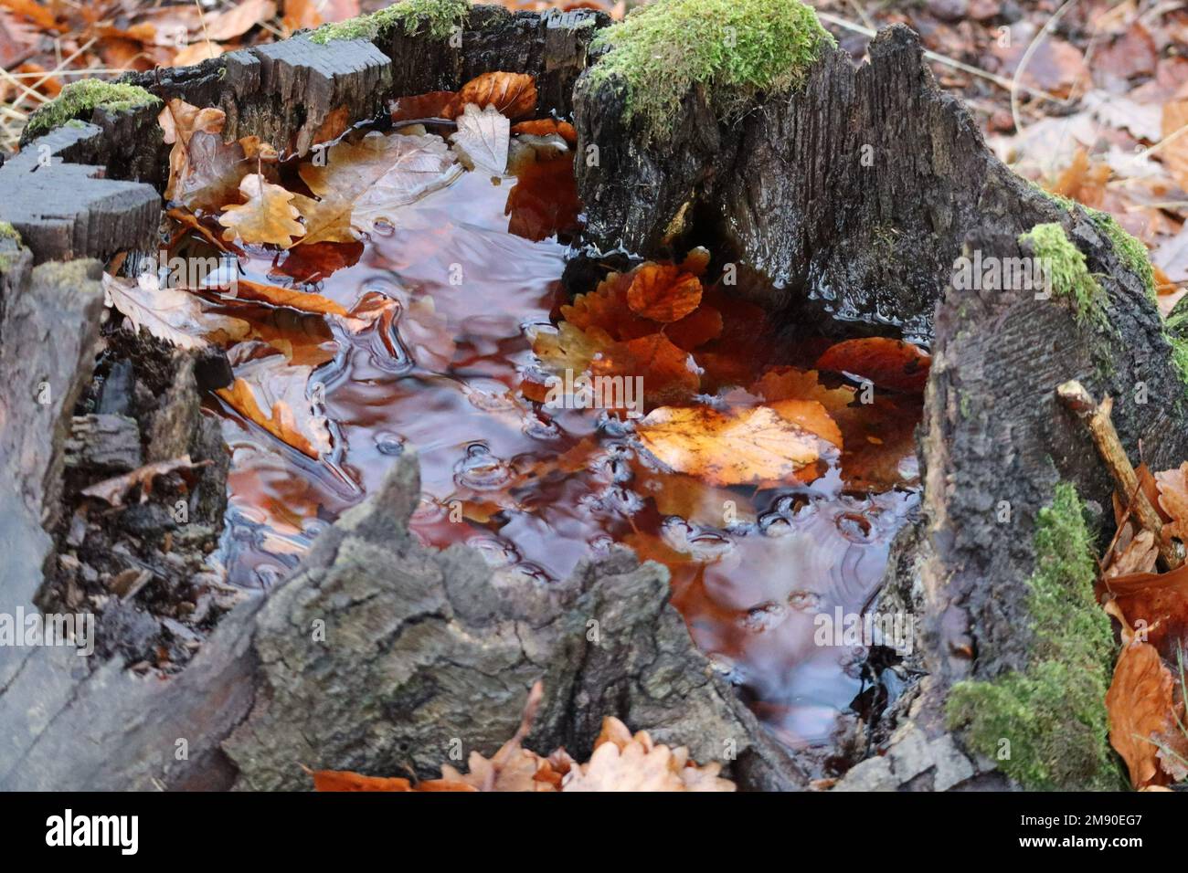 hollowed Tree stump with beautiful Rainwater Stock Photo - Alamy