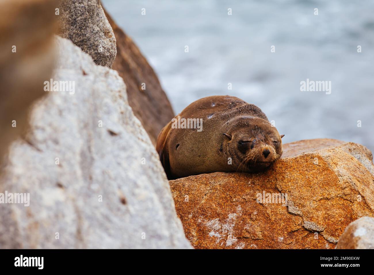 Australian Fur Seal in Narooma Australia Stock Photo - Alamy