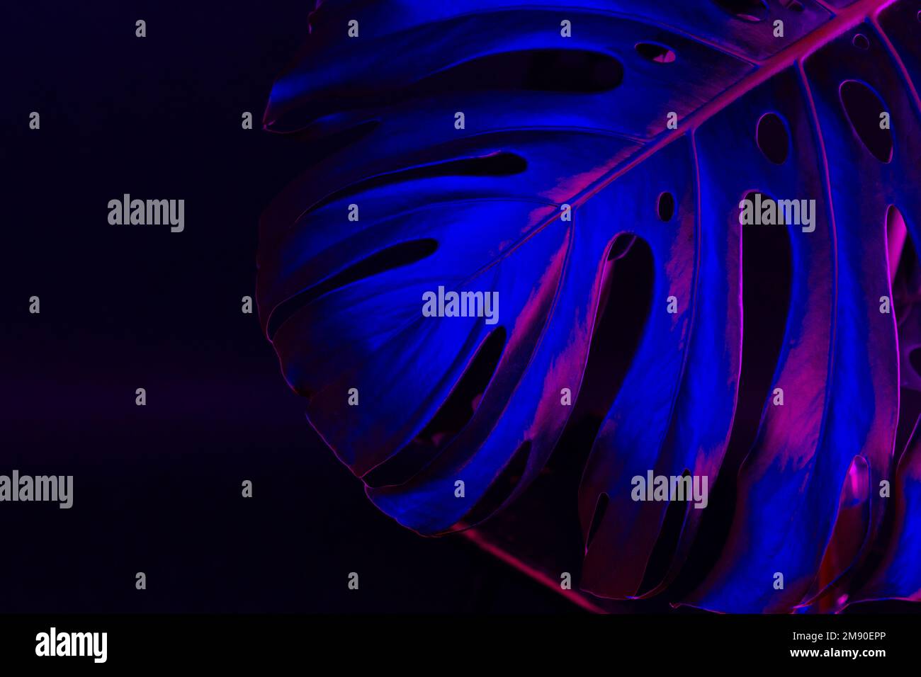 Monstera in neon light hi-res stock photography and images - Alamy