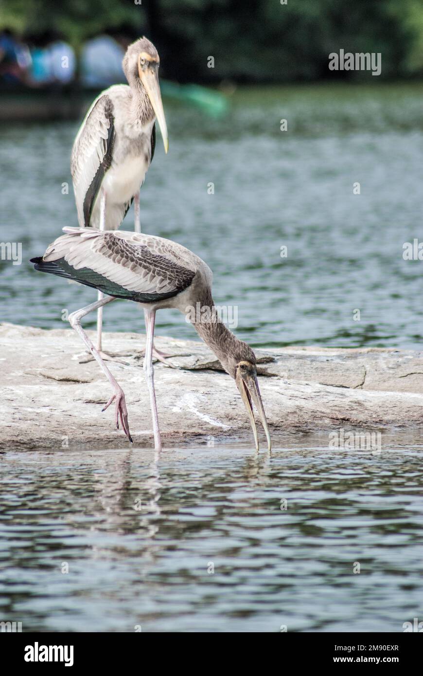 Birds nesting colonially in trees hi-res stock photography and images ...
