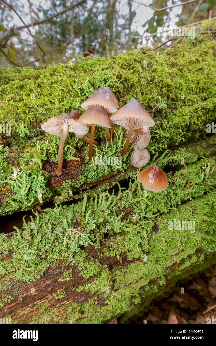 Clustered bonnet mycena inclinata hi-res stock photography and images ...