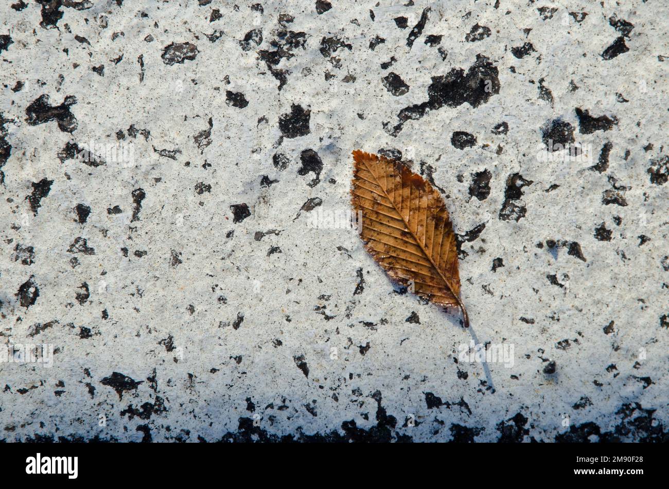 Fallen leaf of Japanese beech Fagus japonica on the white line of a ...