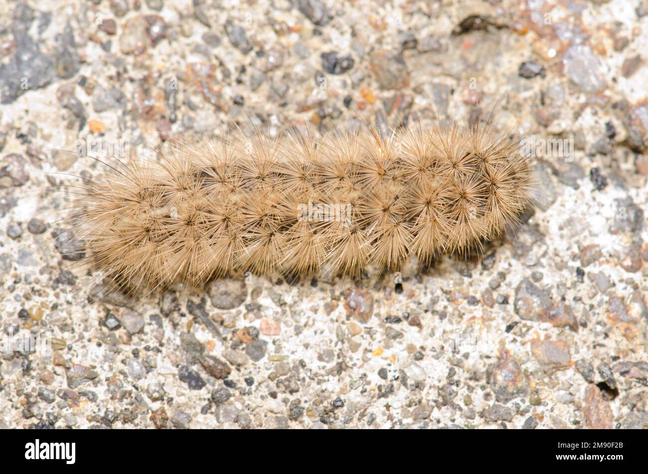 Caterpillar in Shiretoko National Park. Shiretoko Peninsula. Hokkaido ...