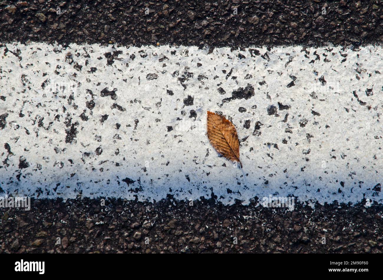 Fallen leaf of Japanese beech Fagus japonica on the white line of a ...