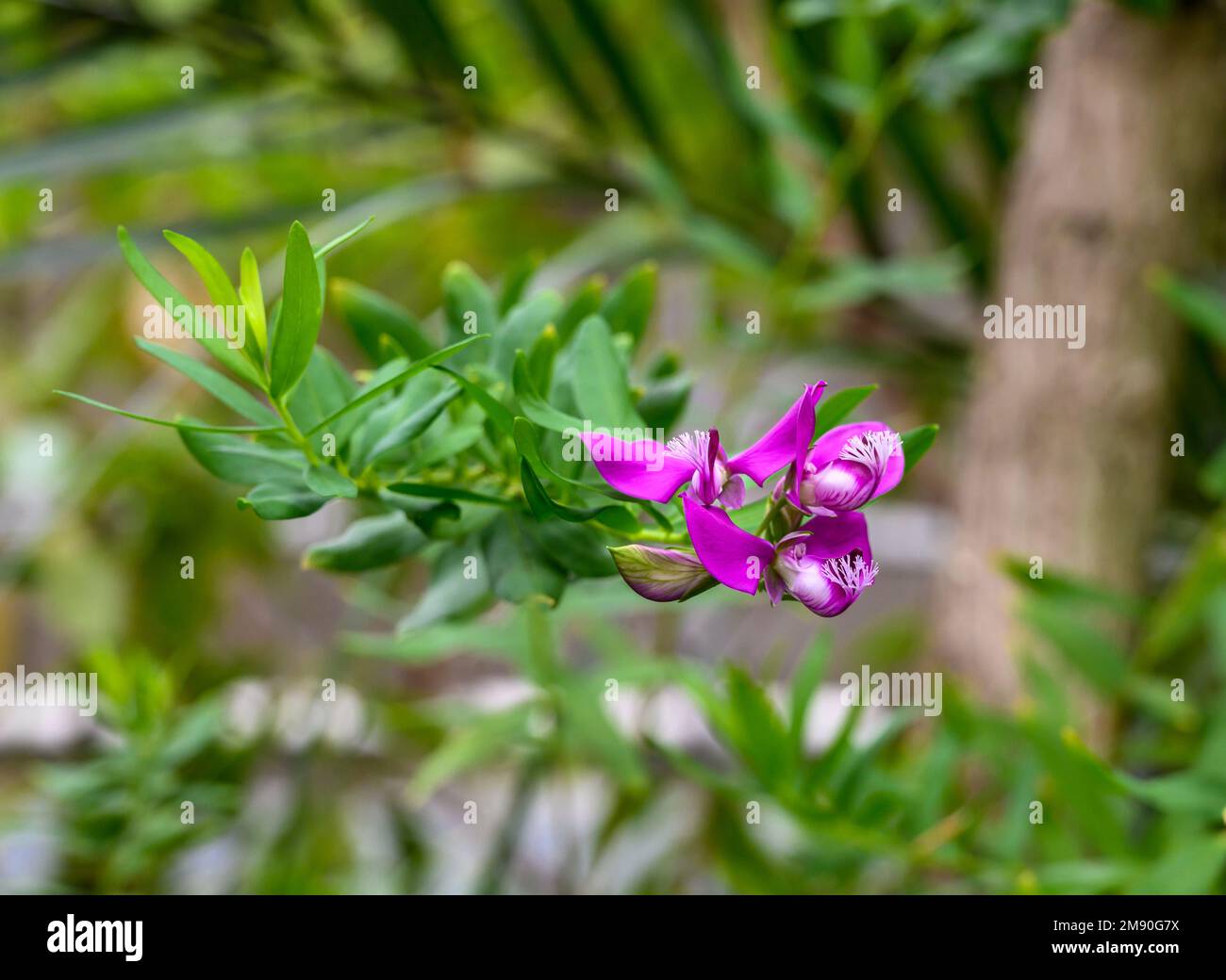 beautiful pale pink flower. Polygala myrtifolia. Botanical Garden Stock ...