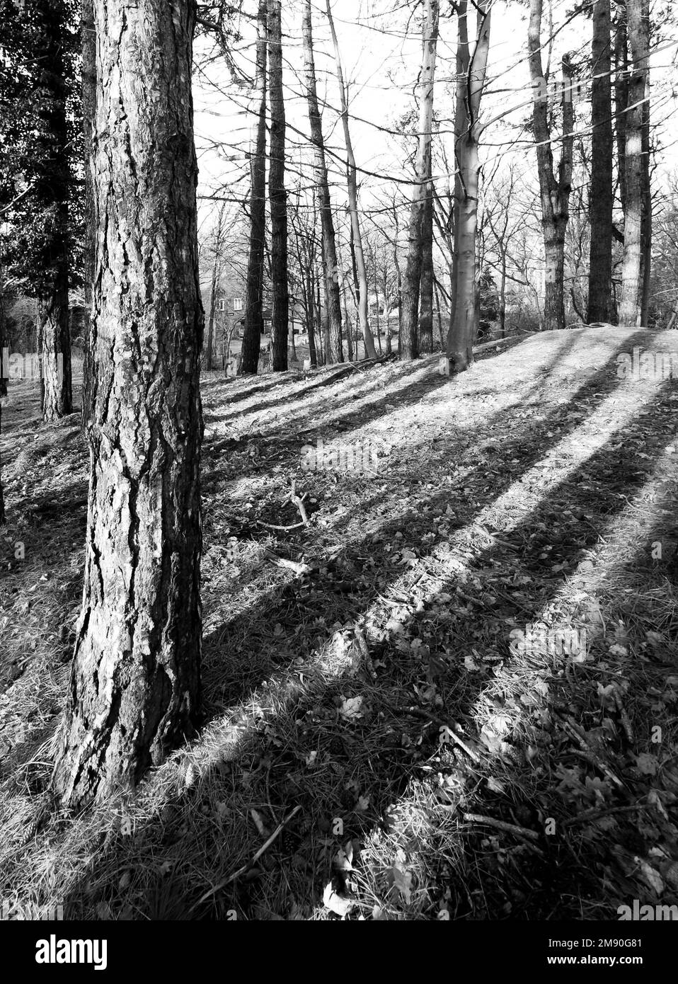 Black and white forest trees and shadows, The Netherlands Stock Photo ...