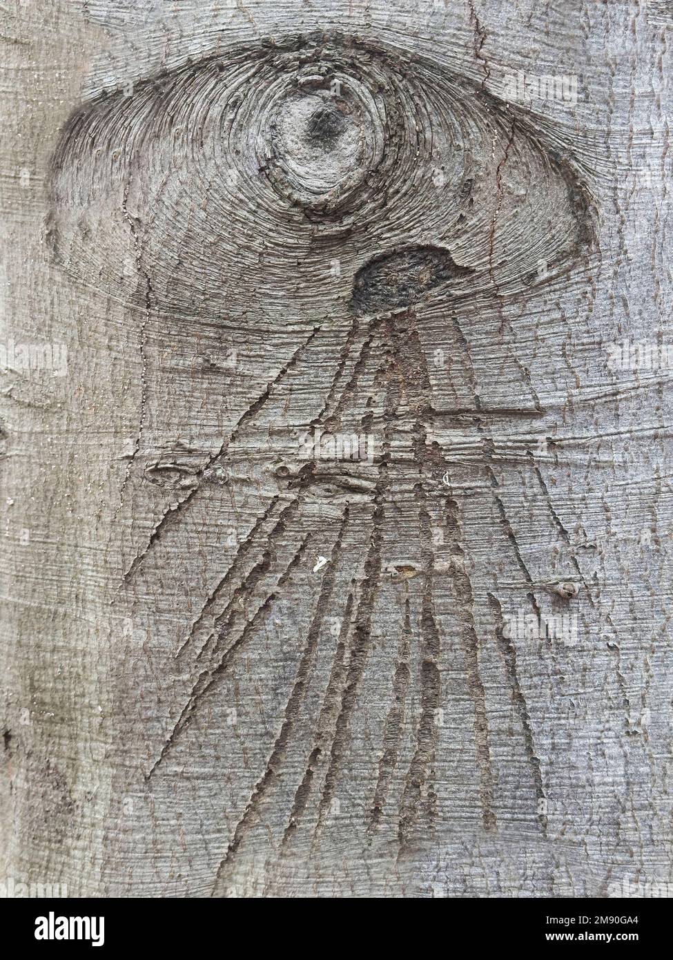 Trubk tree with eye and teers, the Netherlands Stock Photo - Alamy