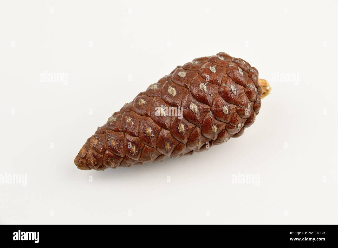 Image of cone isolated on white background Stock Photo - Alamy