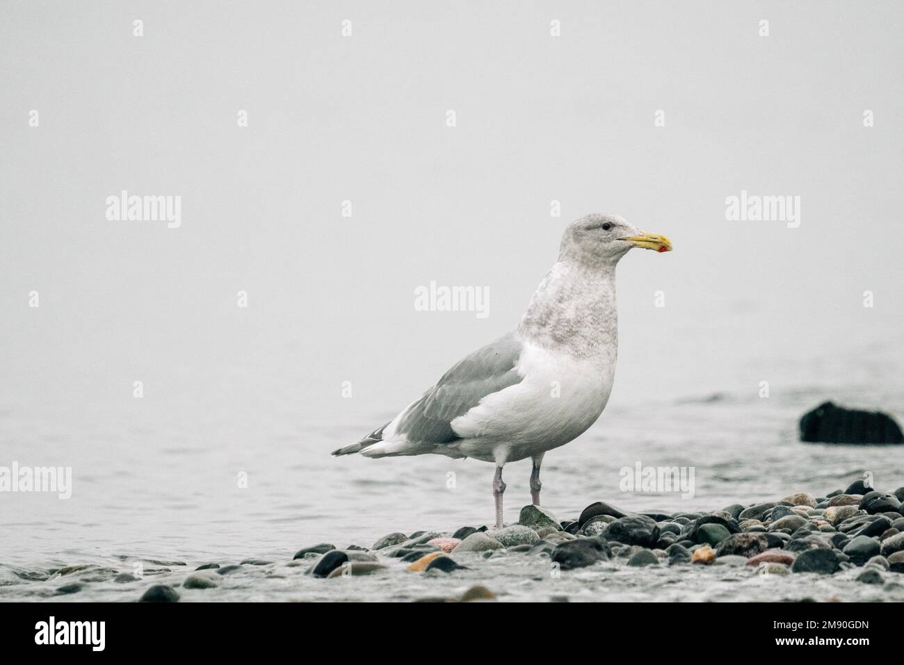 Side view of a sea gull standing on the beach at Golden Gardens Park in ...